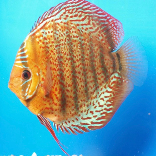 Tefe (Green/Red Spotted) | Discus Texel