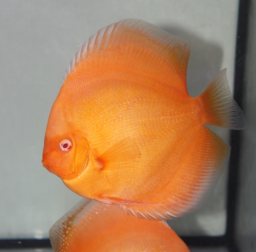 Albino Golden Diamond | Discus Texel