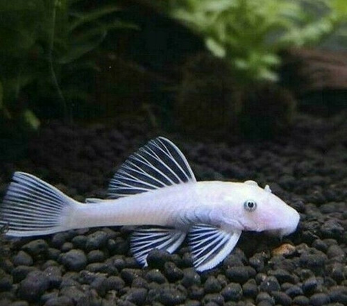 L144 Snow White | Discus Texel