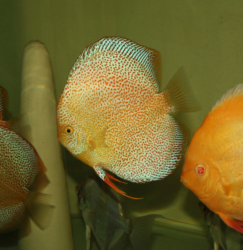 Golden Leopard Snakeskin | Discus Texel