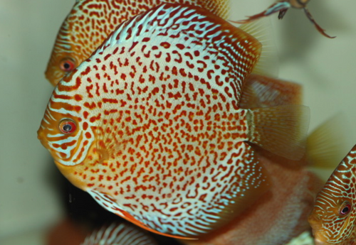 Ring Leopard | Discus Texel