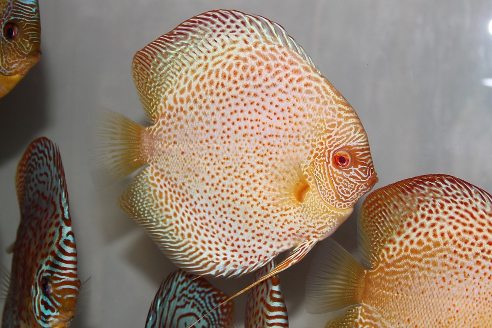 Albino Golden Leopard | Discus Texel
