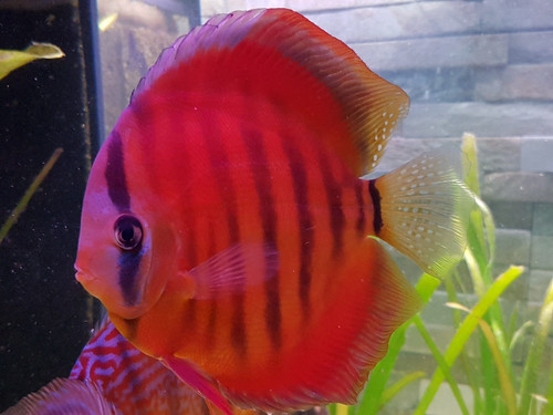 San Merah | Discus Texel