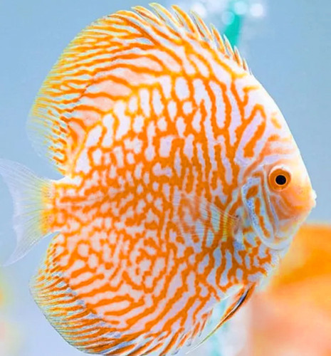 Golden Tiger | Discus Texel