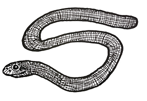 HOFFSTETTER'S WORM SNAKE/IRISH SNAKE | Extinction Cometh