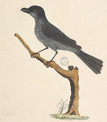 TASMAN STARLING