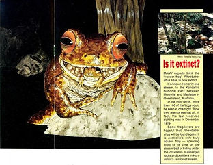 GASTRIC BROODING FROG/PLATYPUS FROG | Extinction Cometh