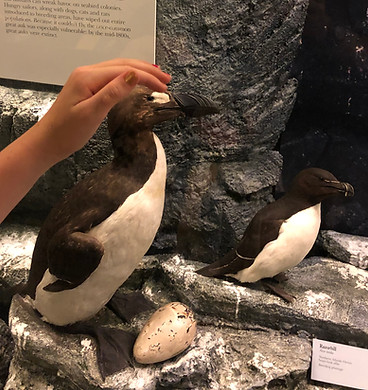 GREAT AUK | Extinction Cometh