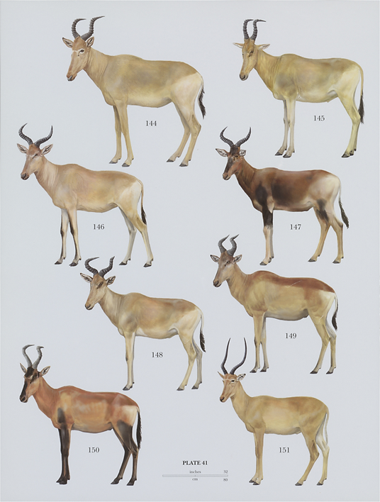 BUBAL HARTEBEEST | Extinction Cometh