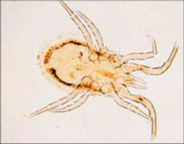 CARIBBEAN MONK SEAL NASAL MITE | Extinction Cometh