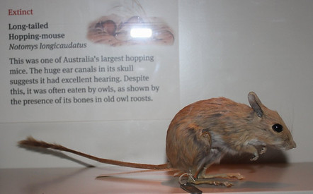 LONG-TAILED HOPPING MOUSE | Extinction Cometh