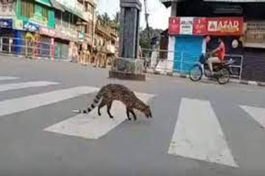 MALABAR LARGE-SPOTTED CIVET | Extinction Cometh