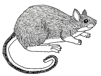 WHITE-FOOTED RABIIT-RAT