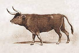 aurochs extinction date