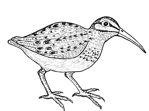 NORTH & SOUTH ISLAND SNIPES | Extinction Cometh