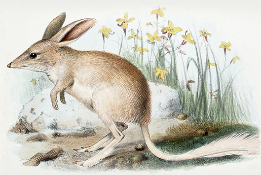 LESSER BILBY/YALLARA | Extinction Cometh