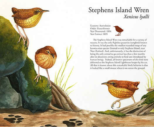 STEPHENS ISLAND WREN | Extinction Cometh