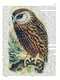 LAUGHING OWL/WHEKAU | Extinction Cometh