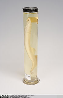 UKRAINIAN MIGRATORY LAMPREY| Extinction Cometh