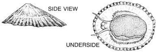 EELGRASS LIMPET/LOTTIA ALVEUS | Extinction Cometh