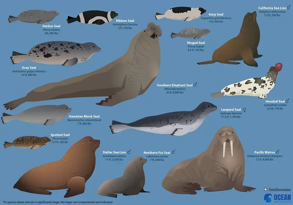 JAPANESE SEA LION | Extinction Cometh