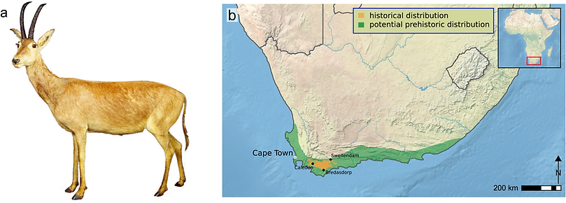 BLUEBUCK | Extinction Cometh