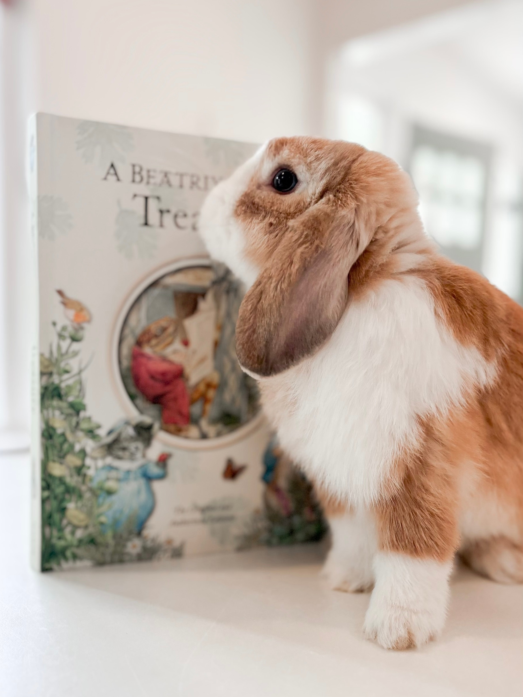 Beatrix Potter Book Club | All Good Things CHC