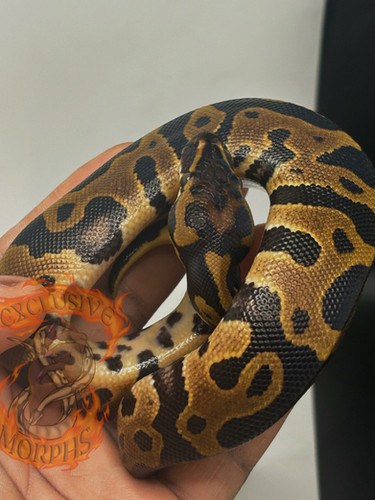 Leopard Het Desert Ghost Het Clown (Male) | Exclusive Morphs