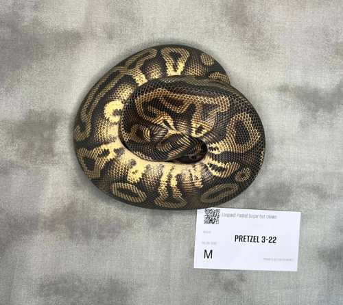 Leopard Pastel Sugar Het Clown (Male) | Exclusive Morphs