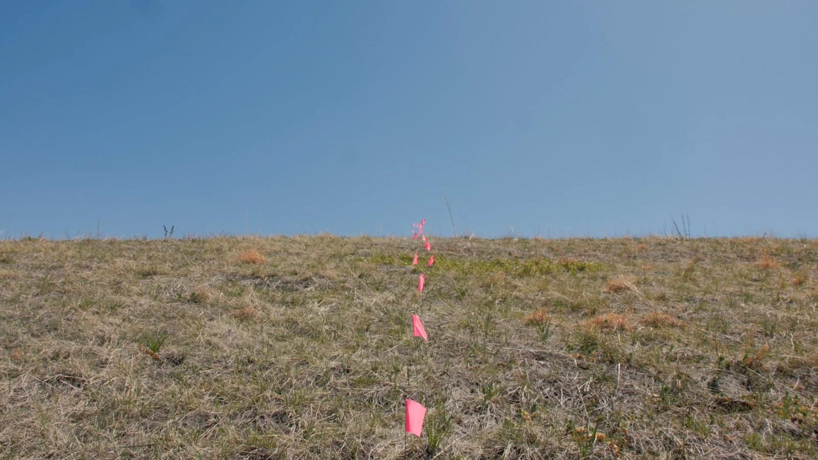 36" Pink Marking Flags - bundle of 100 | My Site