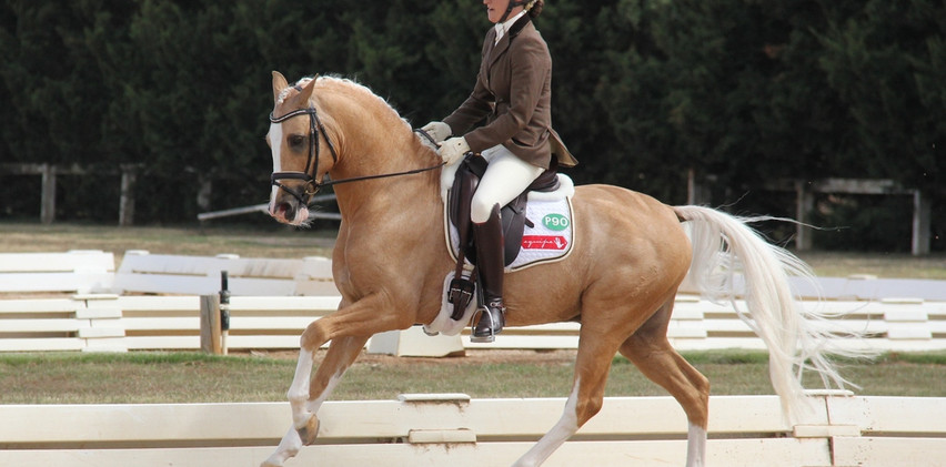 German Riding Pony Australian Young Pony