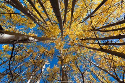 Look up | Deb Clark Art