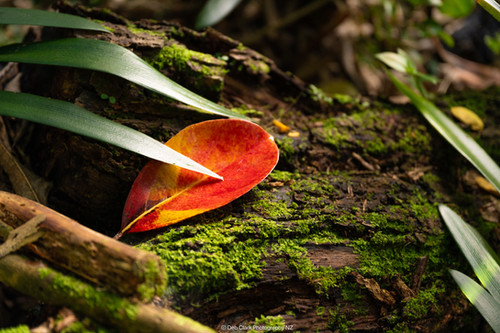 Red Leaf | Deb Clark Art