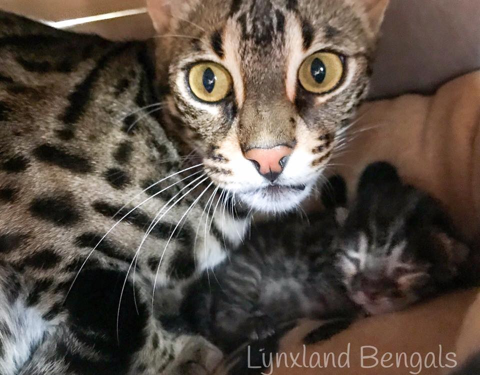 Kittens | LynxLand Bengals