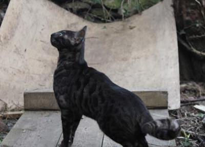 Silver bengal cat genetic