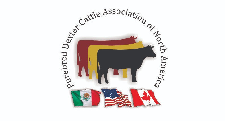 About Dexter cattle | dexterstoday