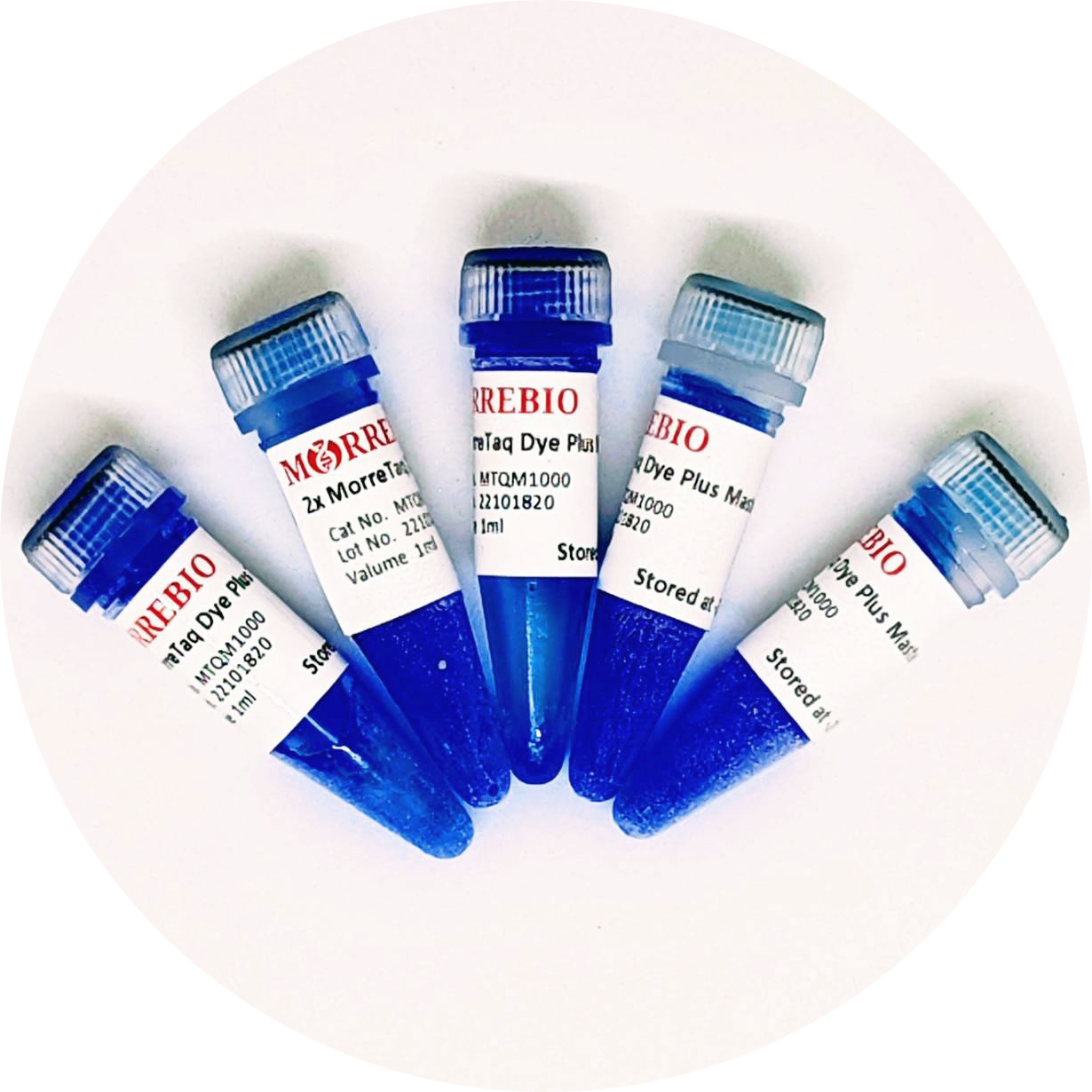 2x MorreTaq Dye Plus DNA Master Mix