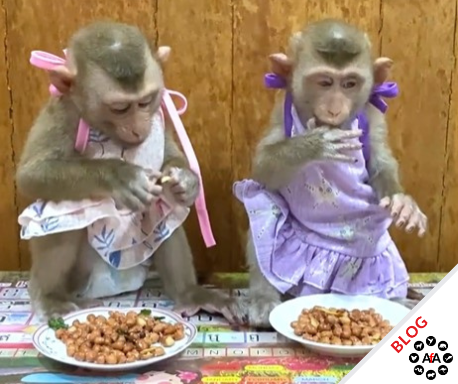 monkeys wearing