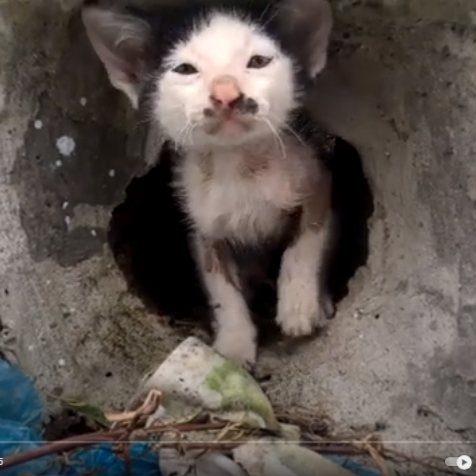 Spot the Scam: Unmasking Fake Animal Rescues