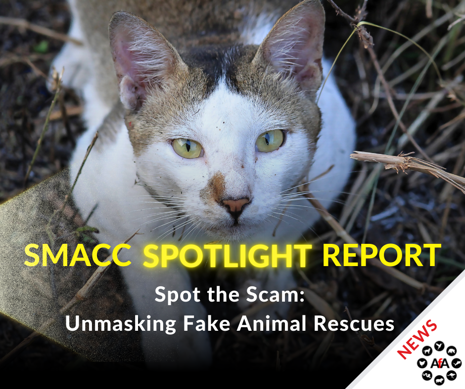 Spot the Scam: Unmasking Fake Animal Rescues