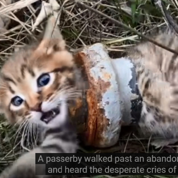 Spot the Scam: Unmasking Fake Animal Rescues