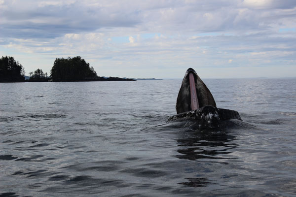 Whales & Scenery | legacylodge