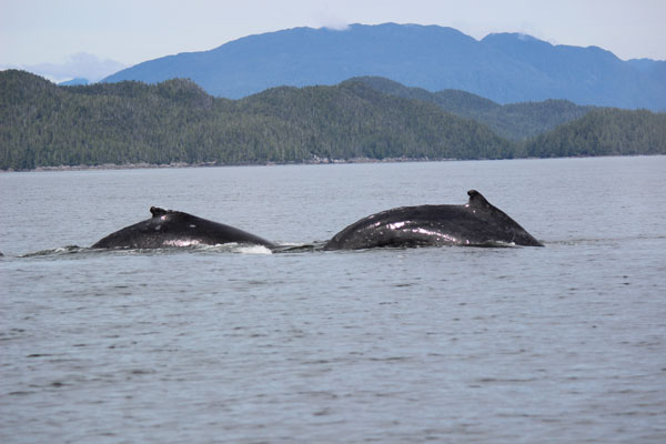 Whales & Scenery | legacylodge