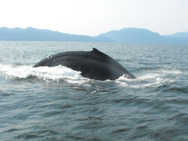 Whales & Scenery | legacylodge