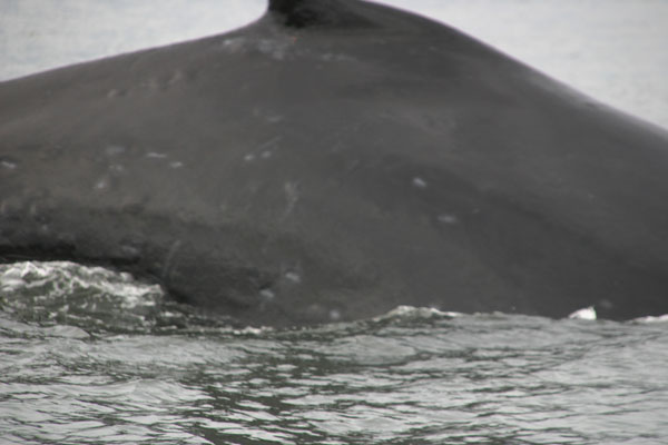 Whales & Scenery | legacylodge