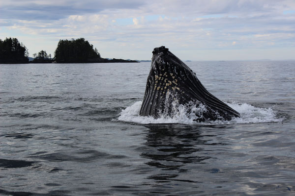 Whales & Scenery | legacylodge