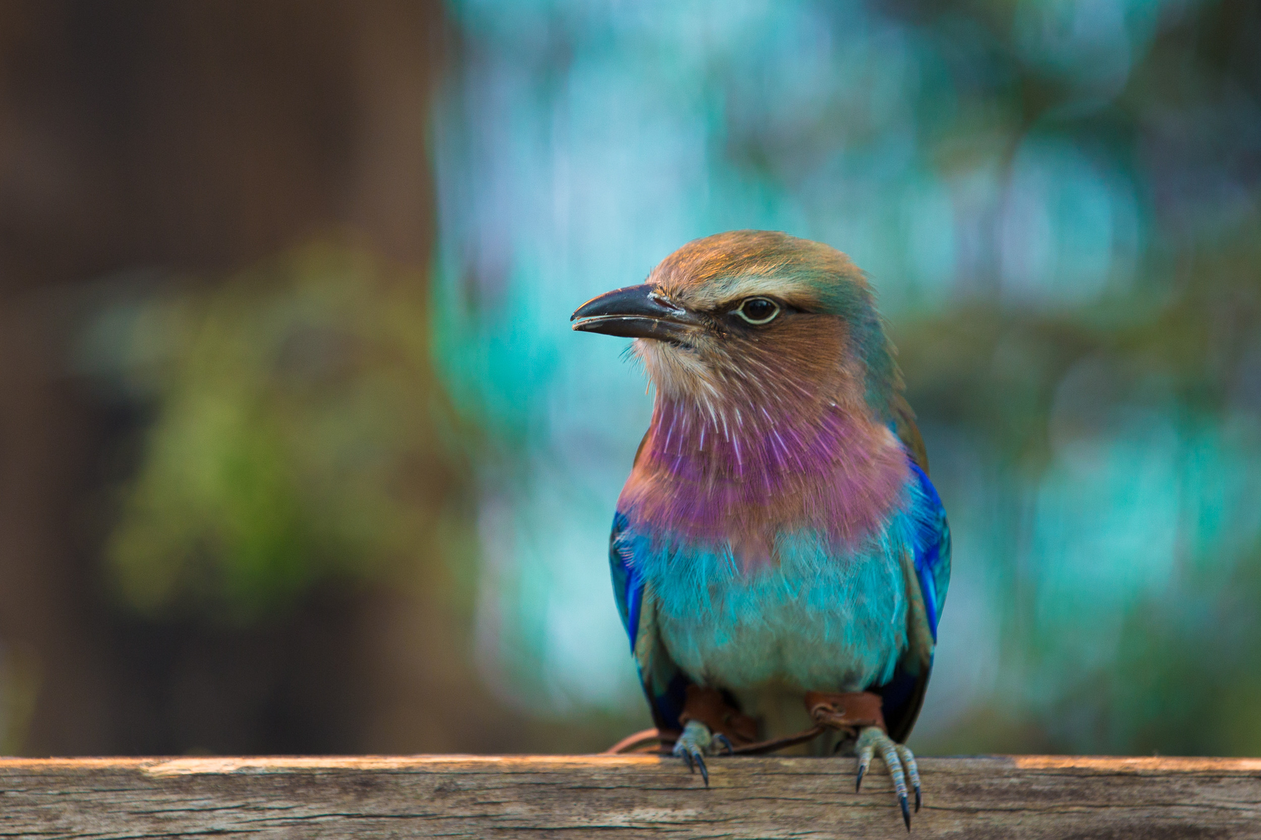 Lilac-breasted Roller | EncyclOWLpedia | Baytree Owl and Wildlife Centre