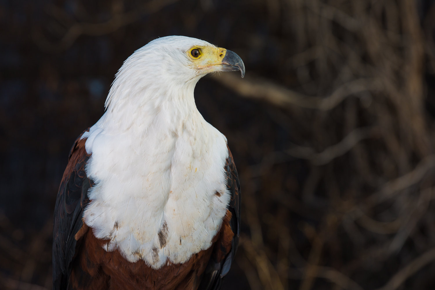 African Fish Eagle | EncyclOWLpedia | Baytree Owl and Wildlife Centre