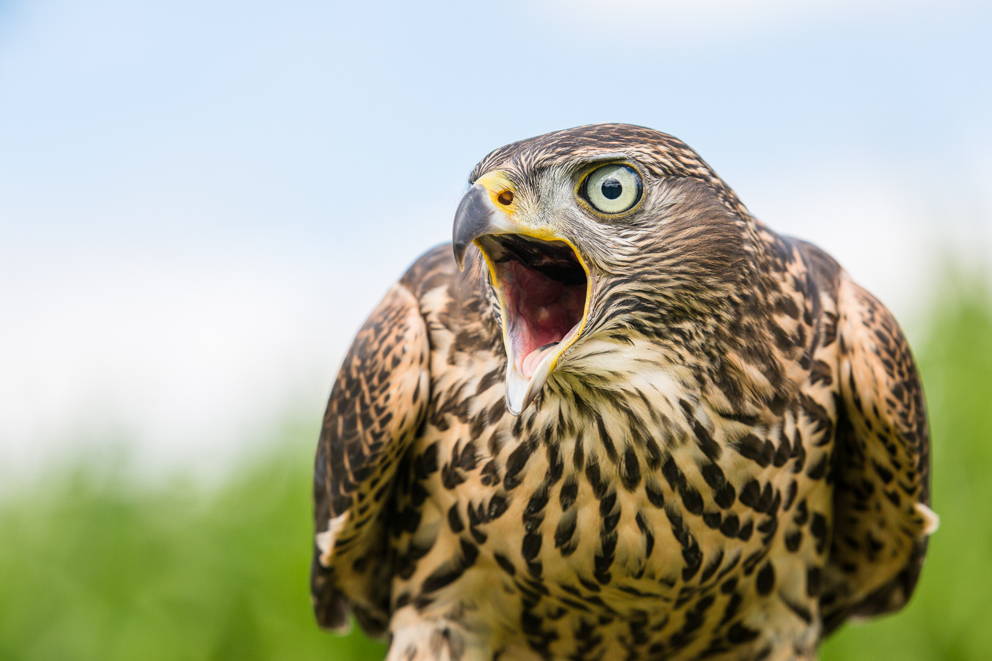 Northern Goshawk | EncyclOWLpedia | Baytree Owl and Wildlife Centre