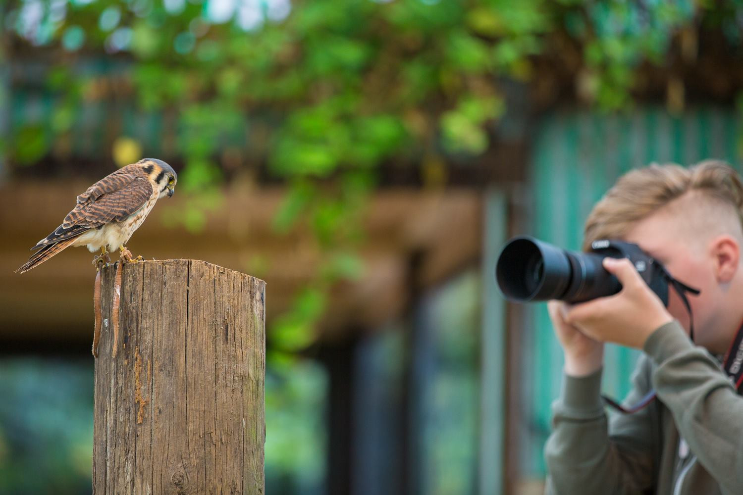 Photography Half-day | Baytree Owl and Raptor Centre